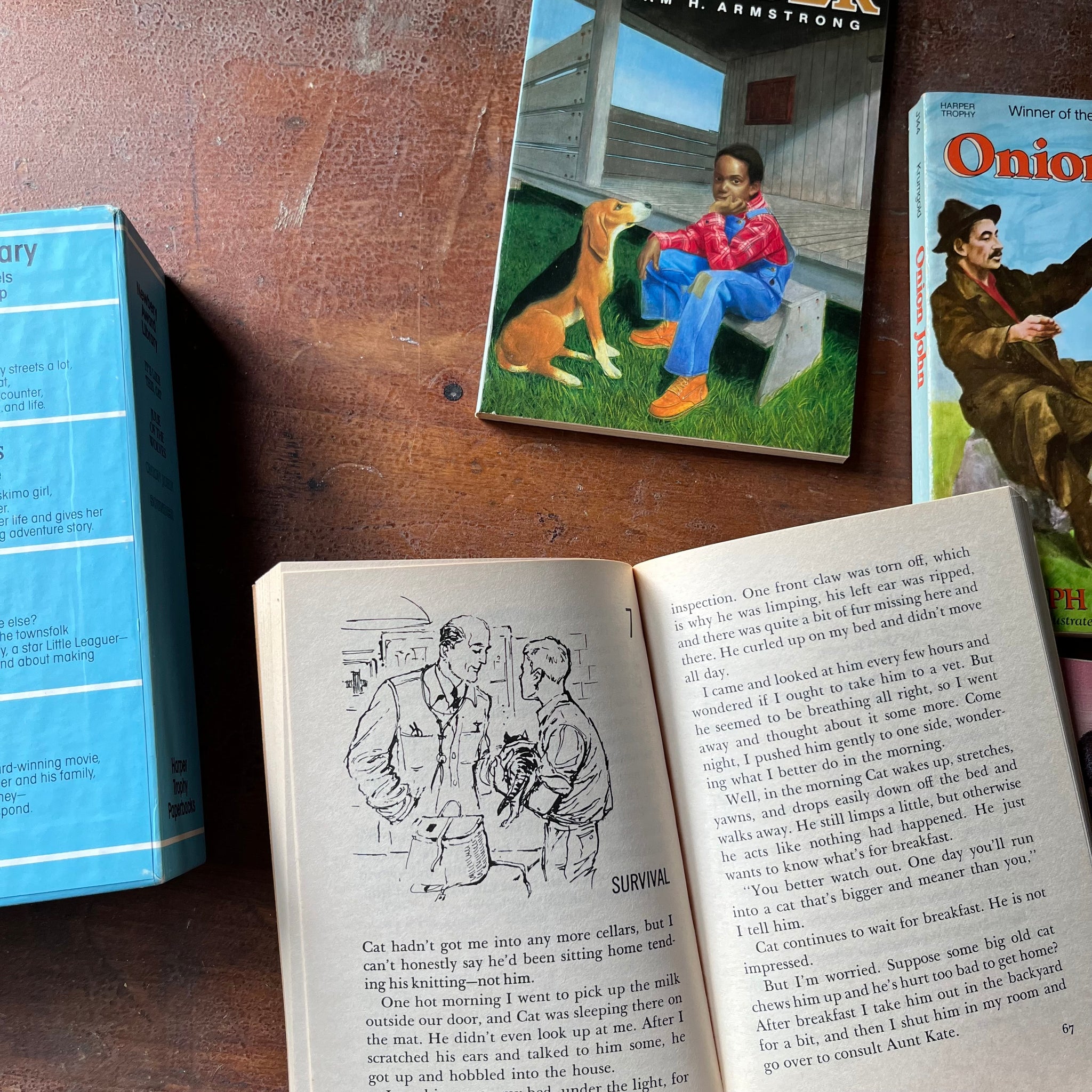 Box Set of Newbery Award Winning Books: It's Like This, Cat, Julie of ...