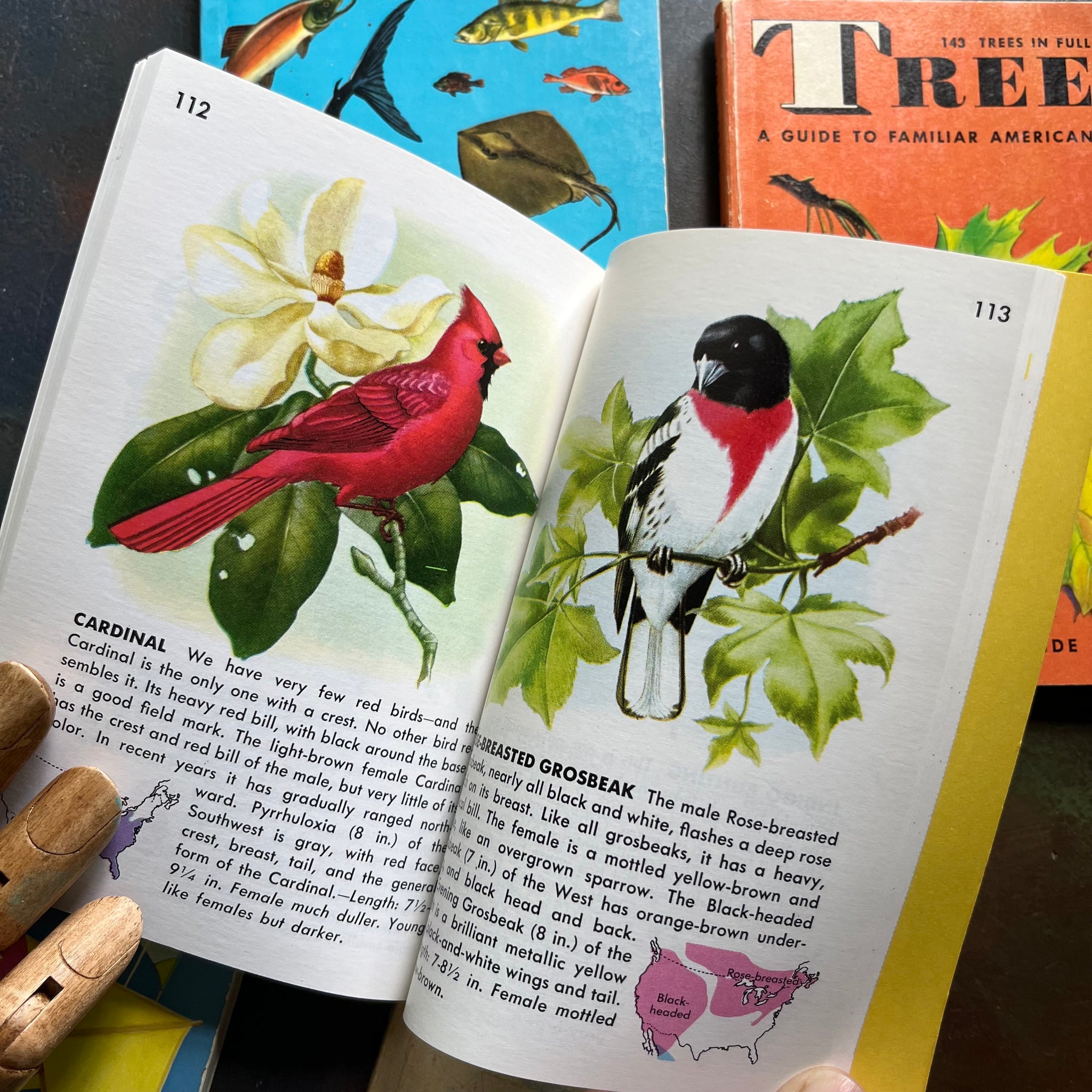 Set of 5 Golden Guide Nature Pocket Guides: Fishes, Kites, Guide to Pa ...