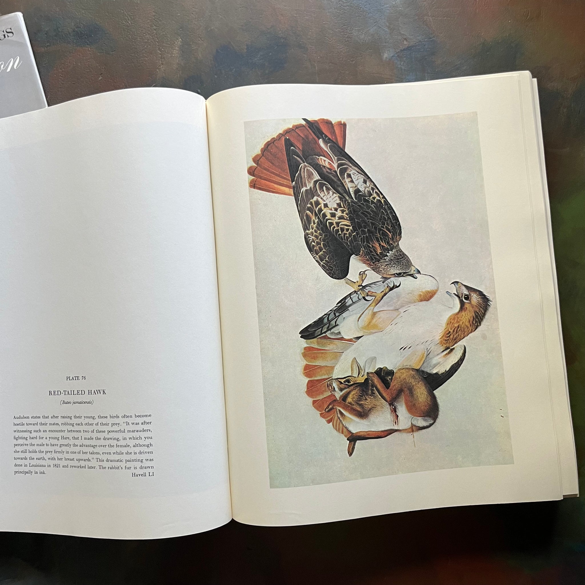 The Original Water-Color Paintings of John James Audubon for The Birds ...