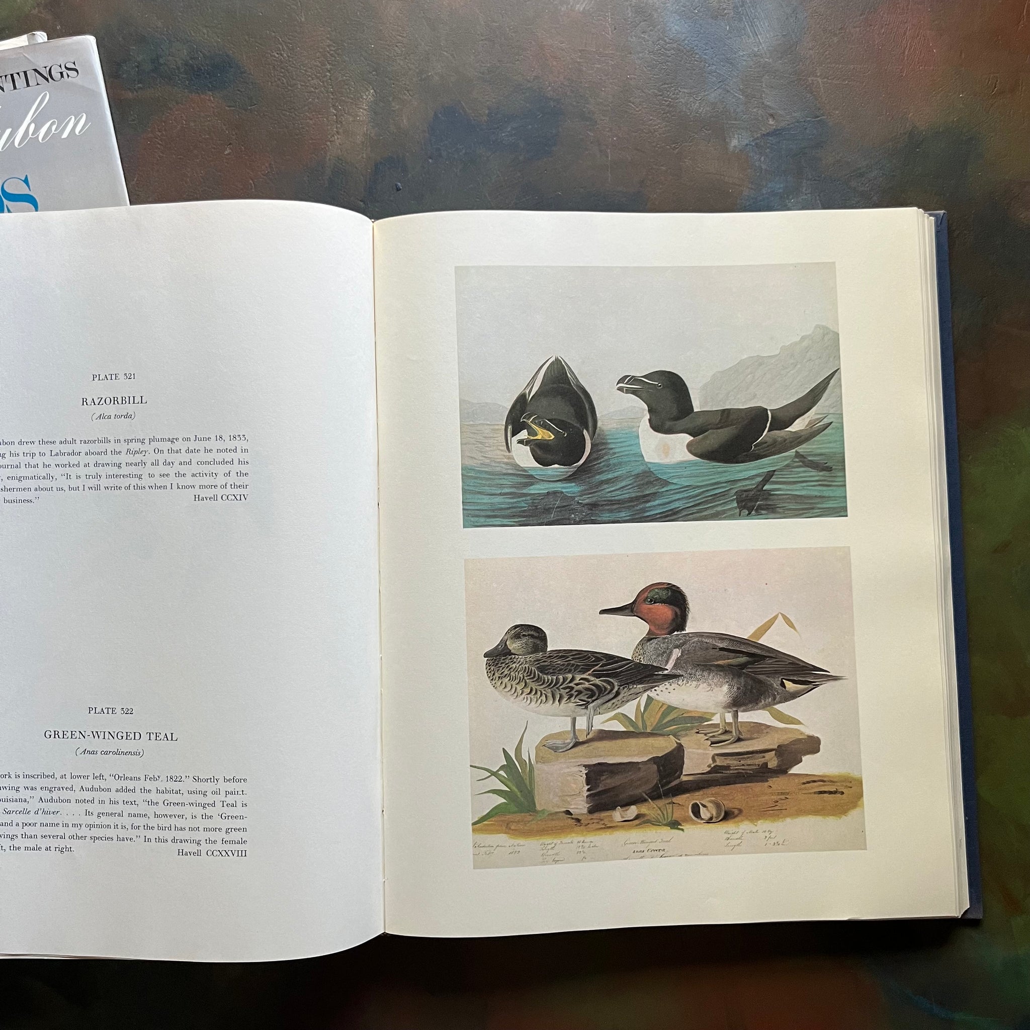 The Original Water-Color Paintings of John James Audubon for The Birds ...