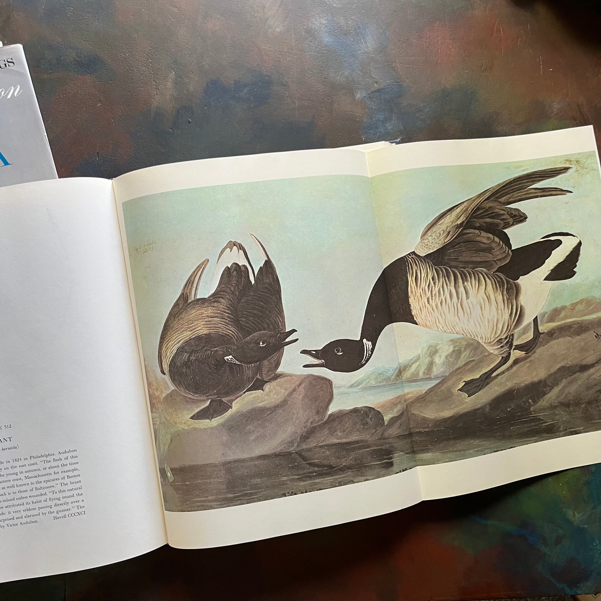 The Original Water-Color Paintings of John James Audubon for The Birds ...