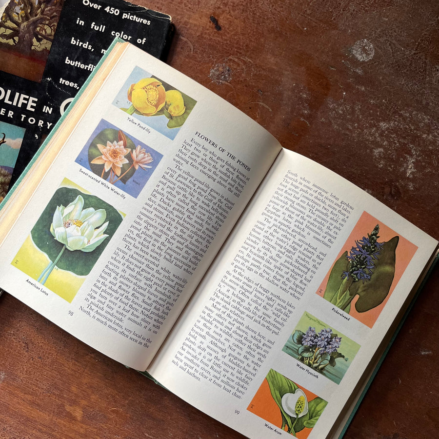 Wildlife in Color by Roger Tory Peterson for sale - Log Cabin Vintage