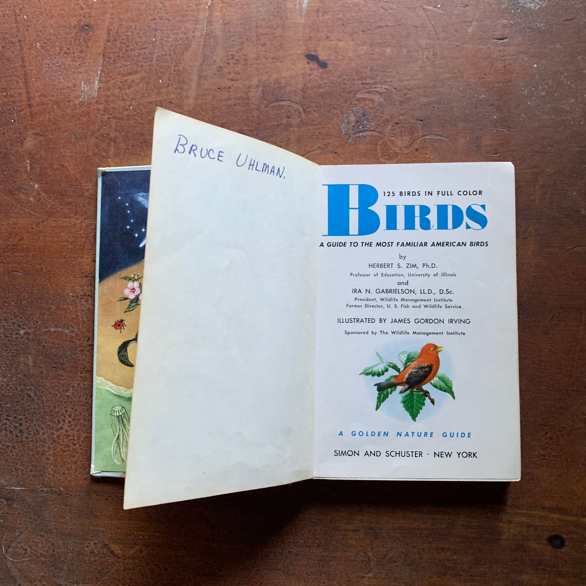 A Golden Guide Birds - 1956 Hardcover Edition - Log Cabin Vintage
