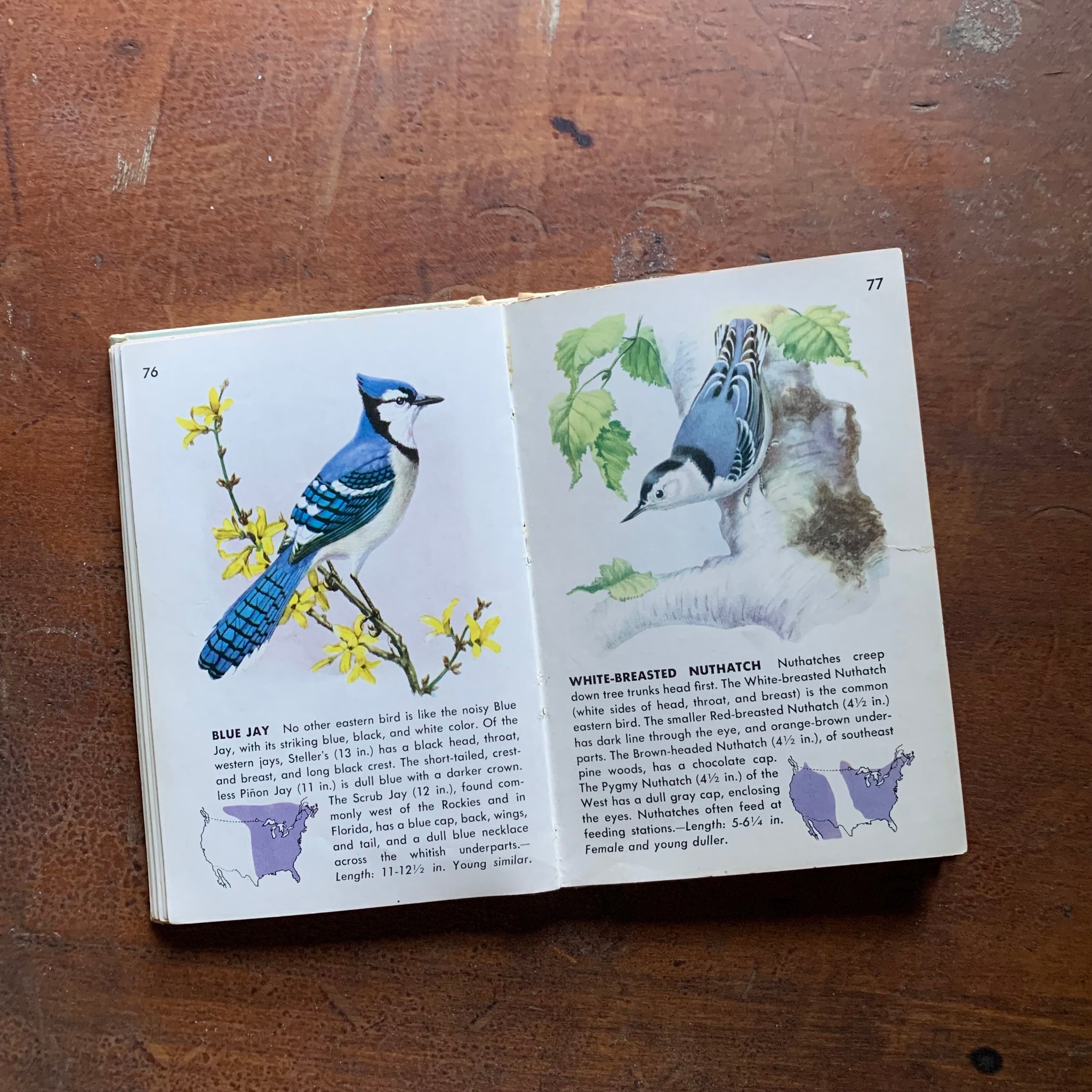 A Golden Guide Birds - 1956 Hardcover Edition - Log Cabin Vintage