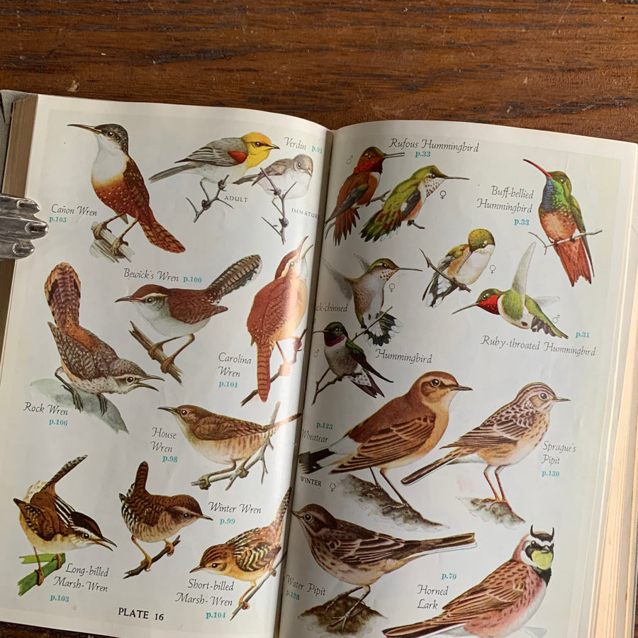 Audubon Land Bird Guide - 1949 Edition - Log Cabin Vintage