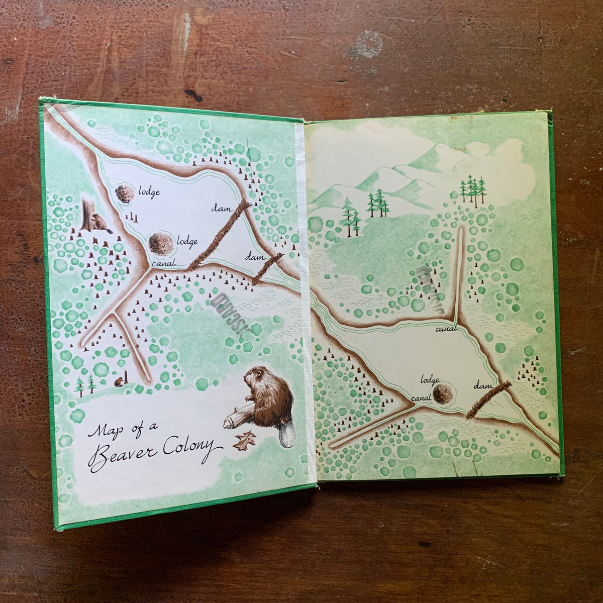 Junior Science Book of Beavers - Log Cabin Vintage