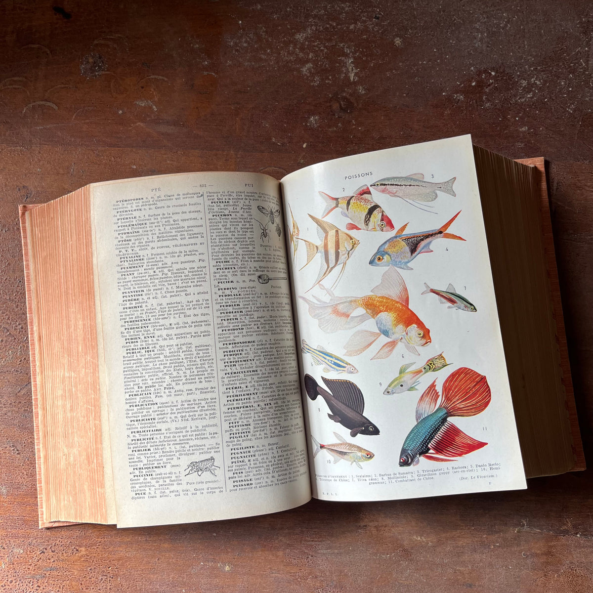 Nouveau Petit Larousse Illustre Dictionnaire Encyclopedique- 1955 Fren ...