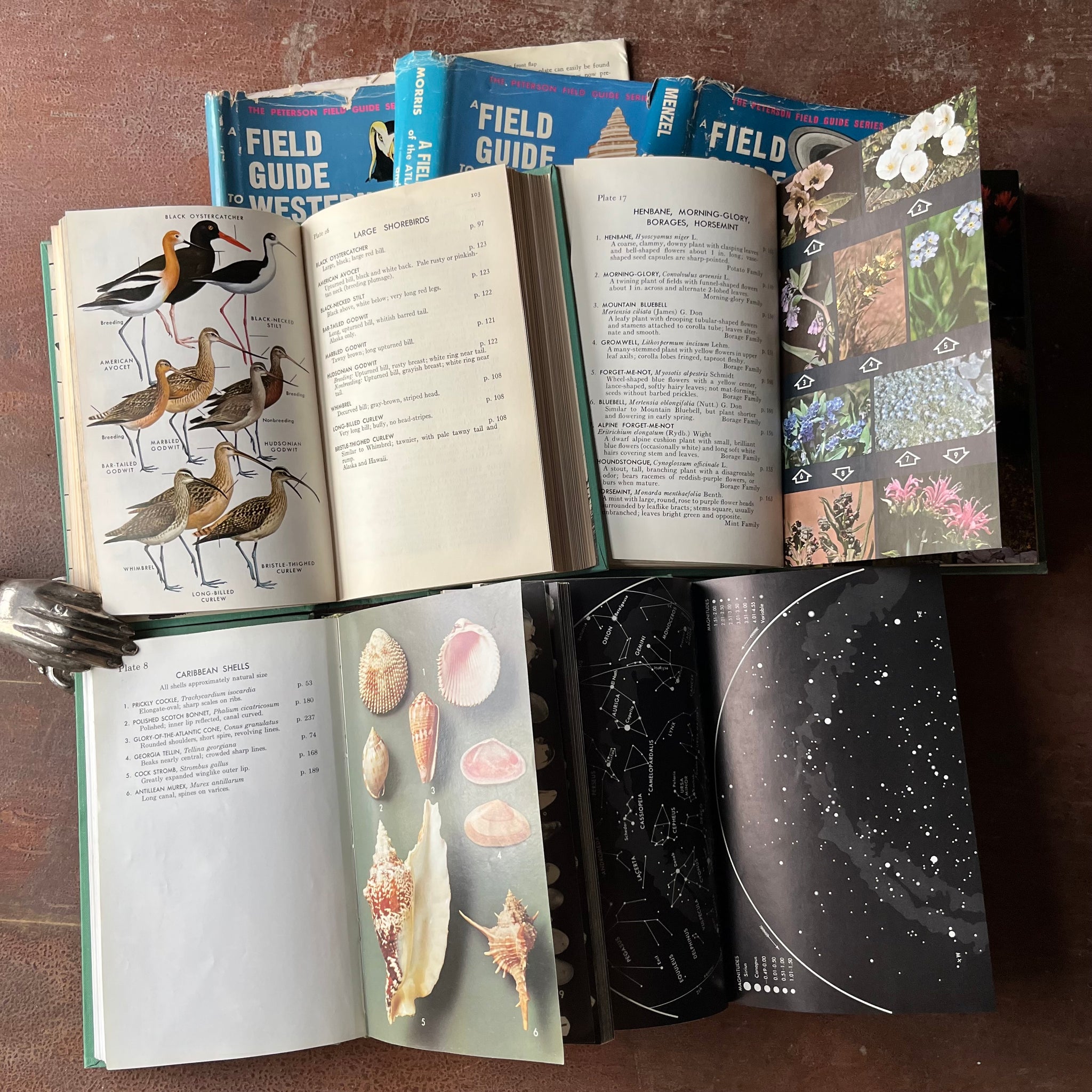 Peterson Field Guides by Roger Tory Peterson - Shells, Birds, Wildflow ...