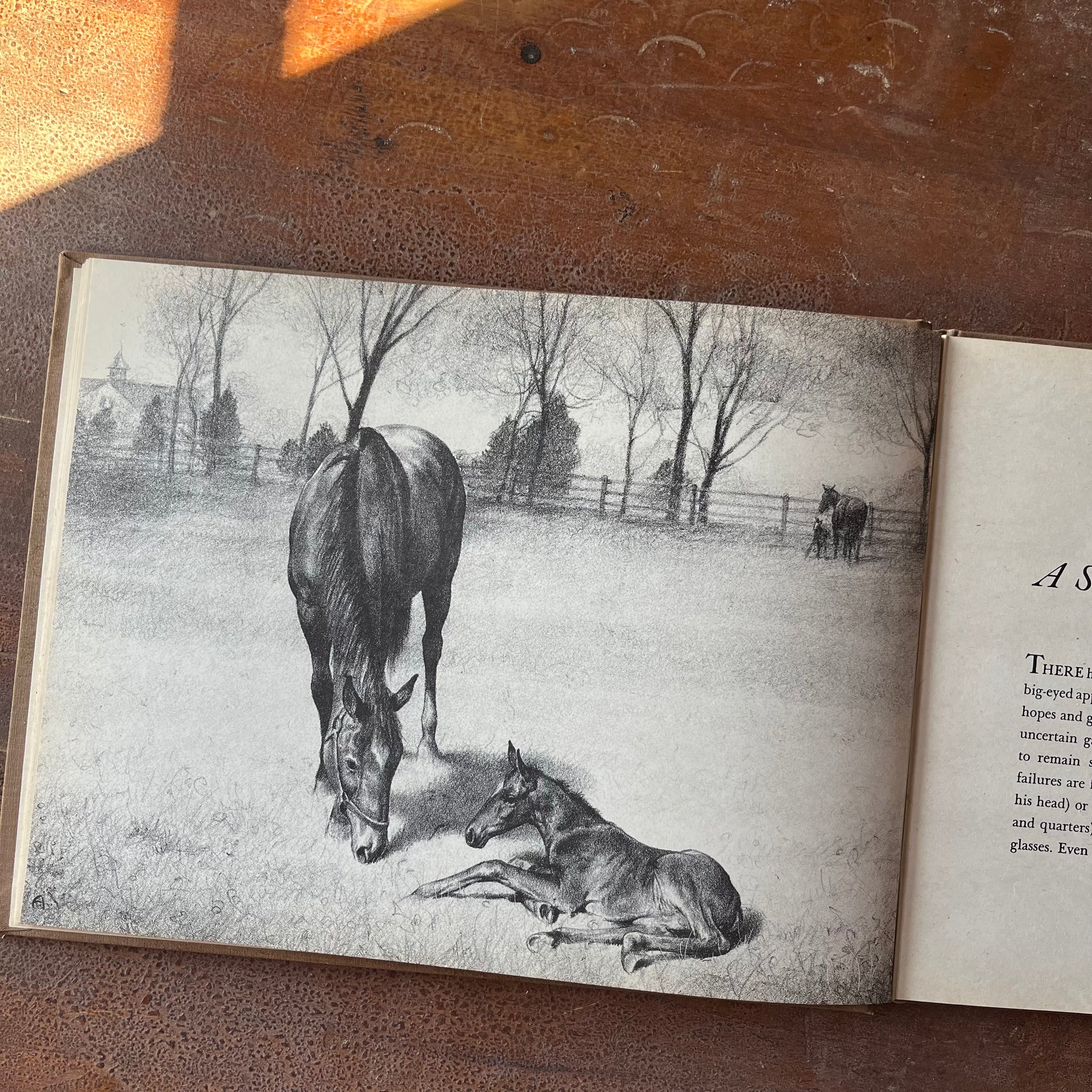 Tomorrow's Champion by C. W. Anderson - 1946 Edition - Log Cabin Vintage